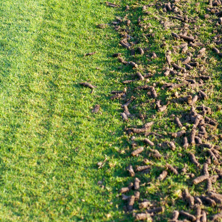 Aeration - Your Lawn Needs to Breathe, Too – PRO-TURF Services